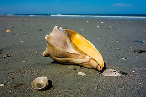 Shell Island in Edisto Beach, SC | EdistoBeach.com